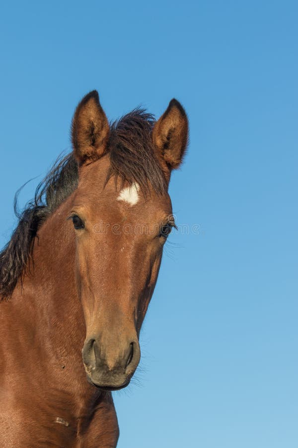 Wild Horse Head on Portrait Stock Image - Image of equine, mustang ...