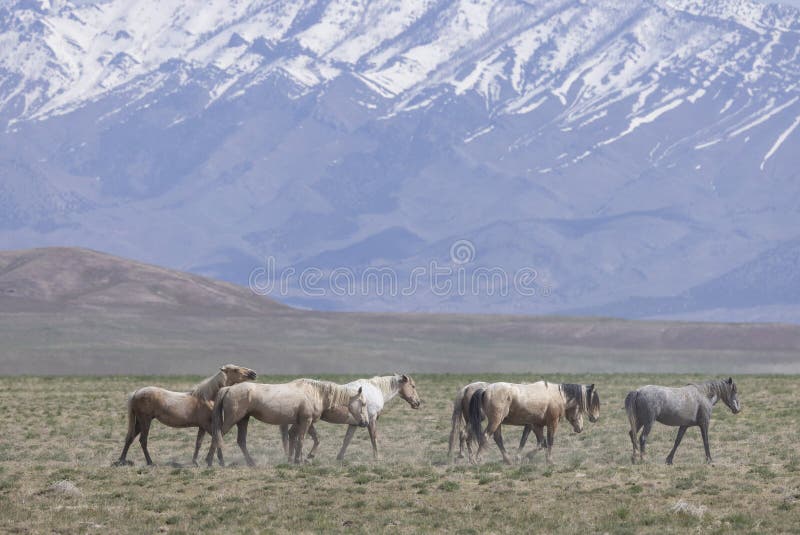 Wild Horse Herd in the Utah Desert in Spring Stock Photo - Image of ...