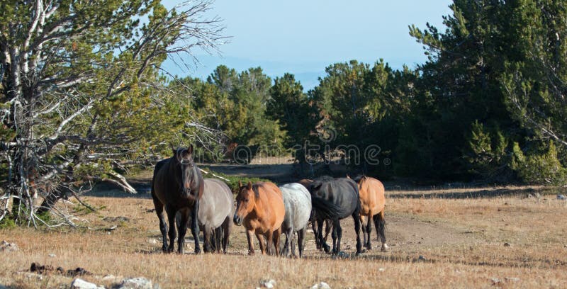 Wild Horse Herd Walking Together in Line on Tillett Ridge in the Pryor ... Wild Horse Herd Walking Together in Line on Tillett Ridge in the Pryor ...