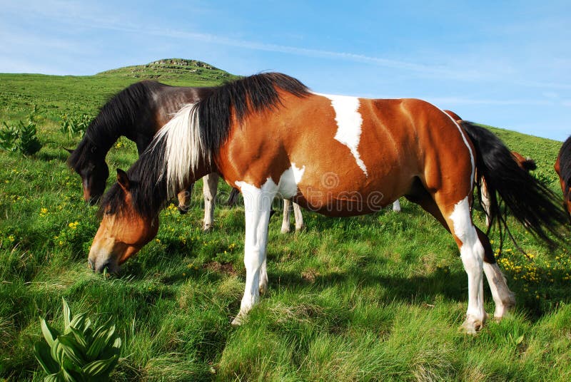 Wild horse in nature stock photo. Image of natural, standing - 10793490
