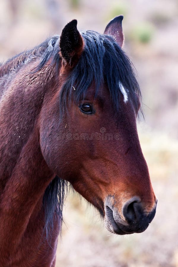 Wild Open Range Horse stock image. Image of desert, animal - 16641947