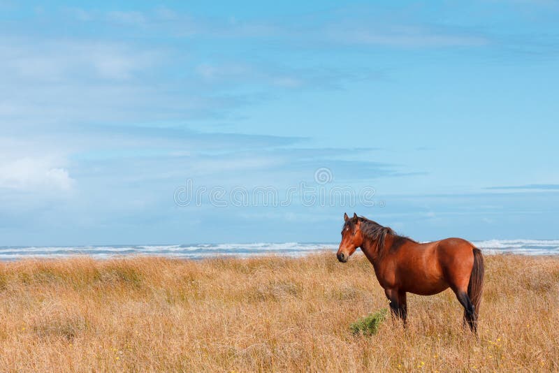 Wild horse on ocean shore stock image. Image of mammal - 186797289