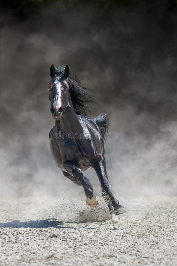 Wild Horse Run Gallopin Desert Stock Photo - Image of motion, white ...