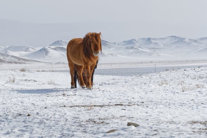 Lonely Wild Horse in the Snow of the Steppe Stock Photo - Image of ...