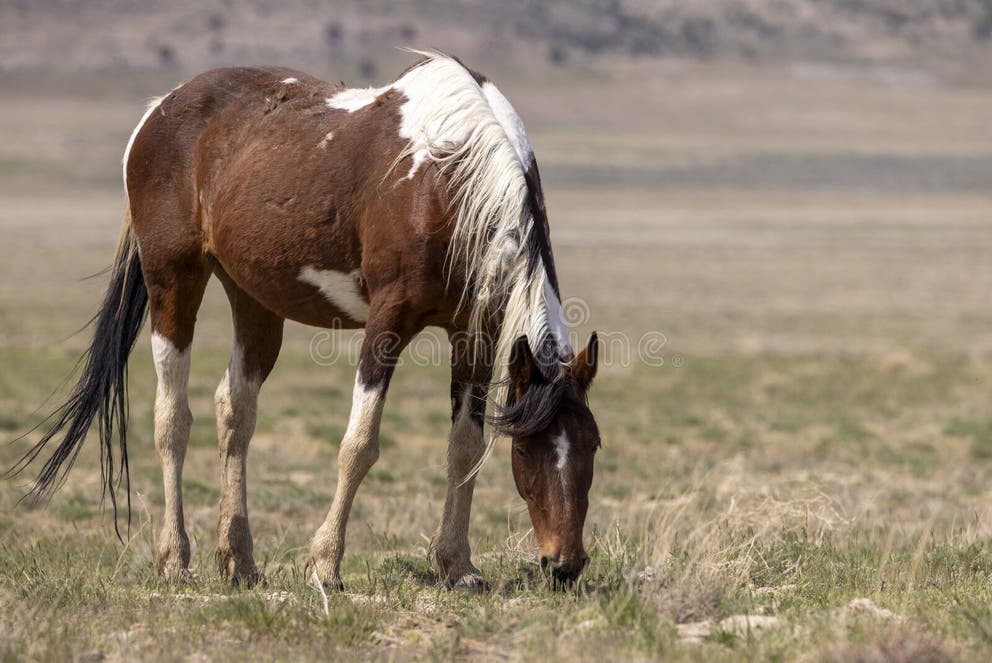 Wild Horse in Springtime in the Utah Desert Stock Image - Image of ...