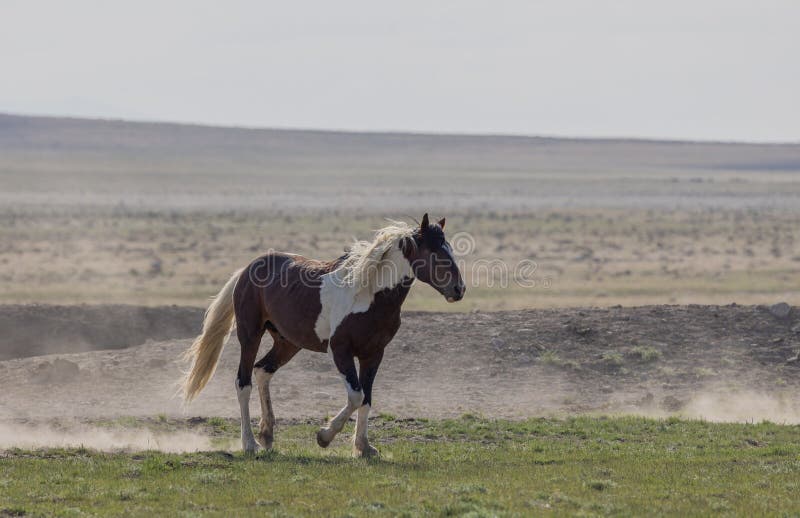 Wild Horse in Spring in the Utah Desert Stock Image - Image of equine ...