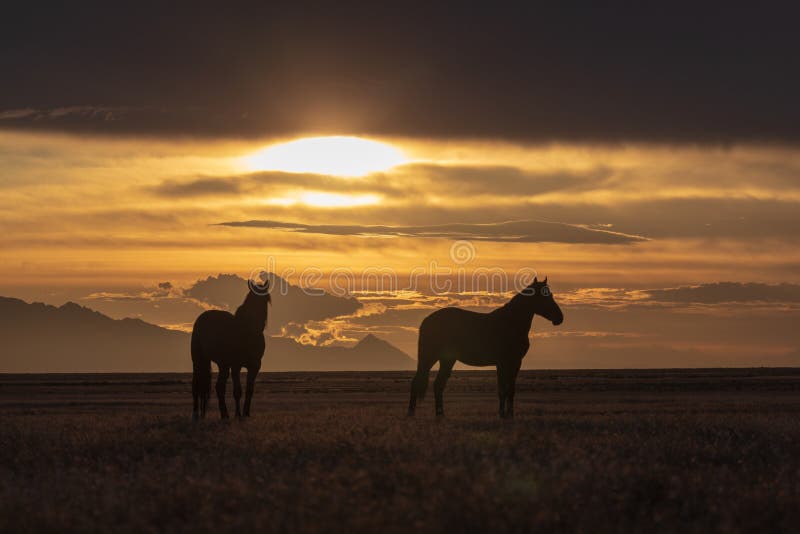 Wild Horse Stallions in the Desert at Sunset Stock Photo - Image of ...