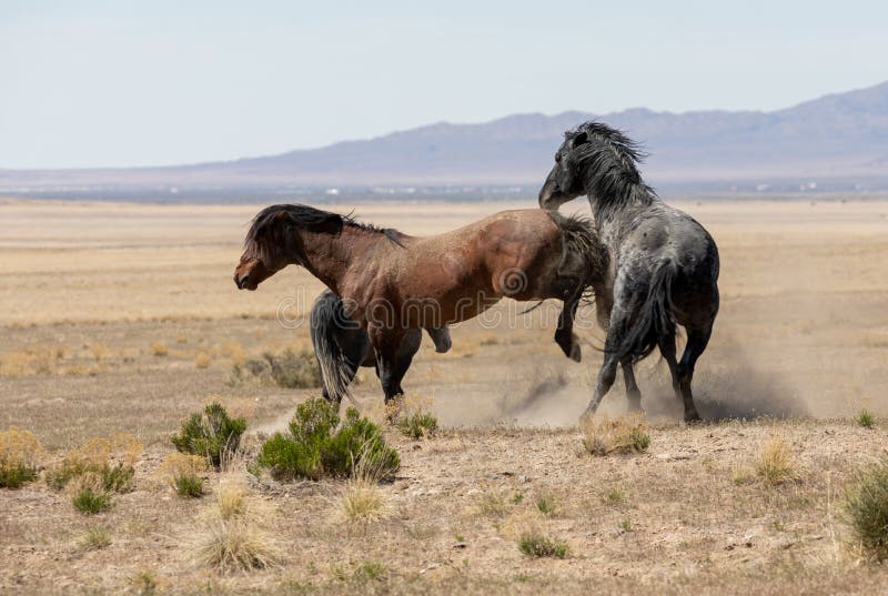 Wild Horse Stallions Fighting Stock Image - Image of onaqui, stallion ...