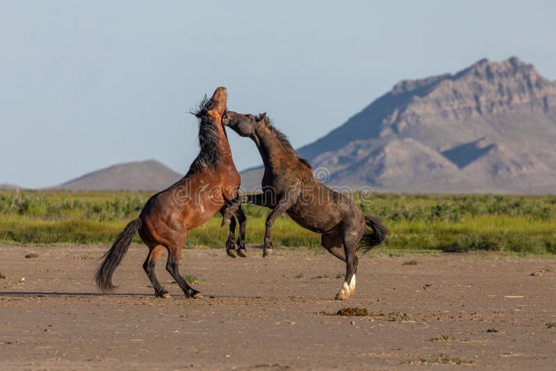 Wild Horse Stallions Fighting in Utah Stock Image - Image of mustang ...