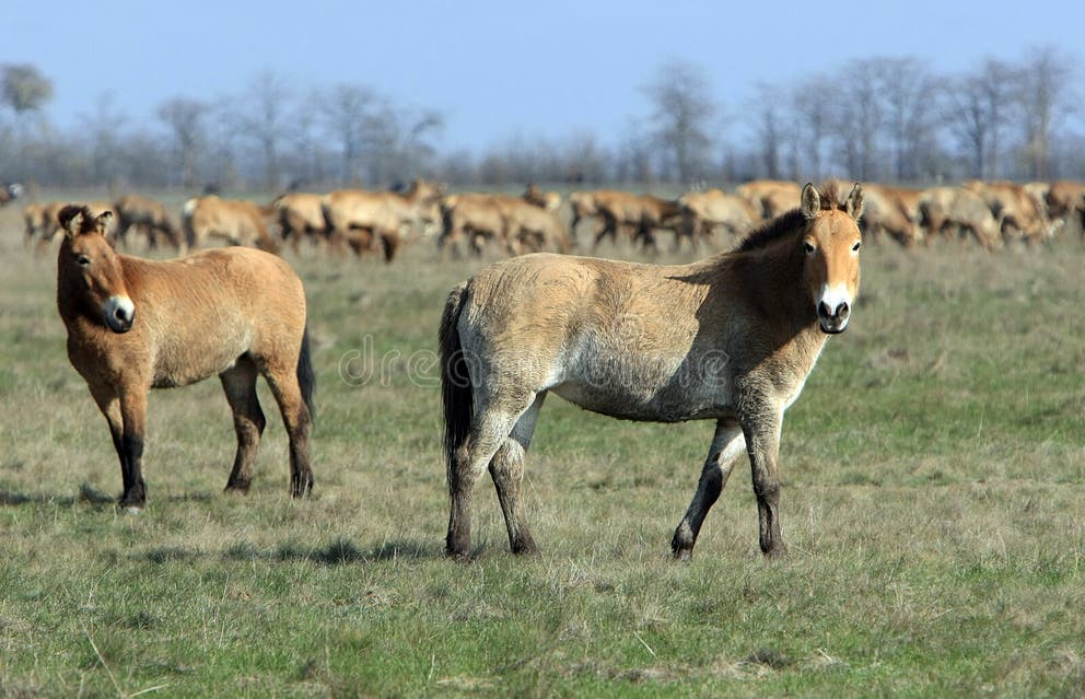 Wild horse-tarpan stock photo. Image of horse, animals - 3595392