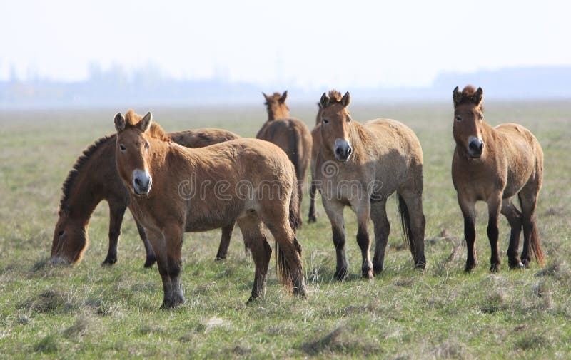 Wild horse-tarpan stock photo. Image of horse, animals - 3595392