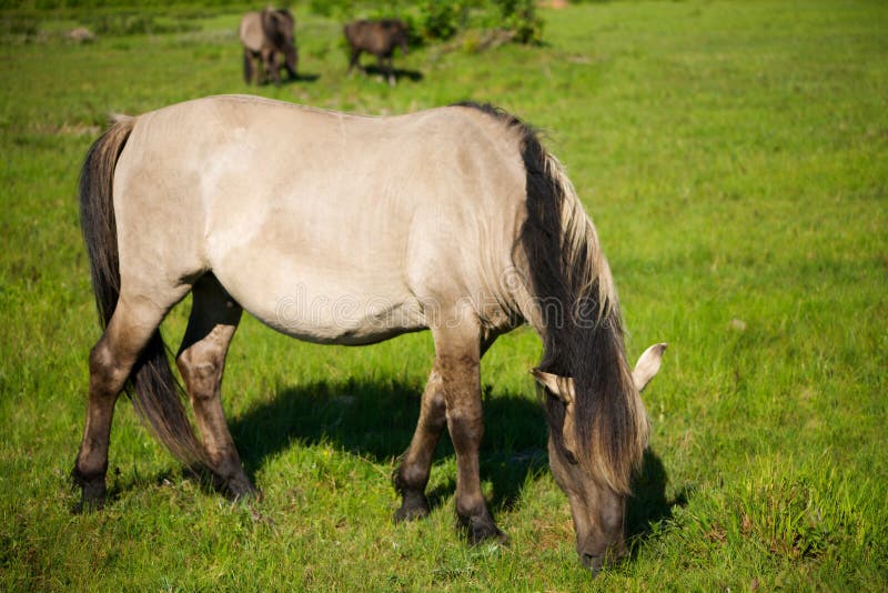 Wild horse (tarpan) stock photo. Image of faithful, grey - 8437200