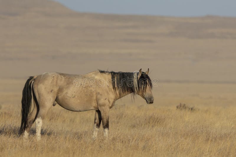 Wild Horse in the Utah Desert in Autumn Stock Photo - Image of utah ...
