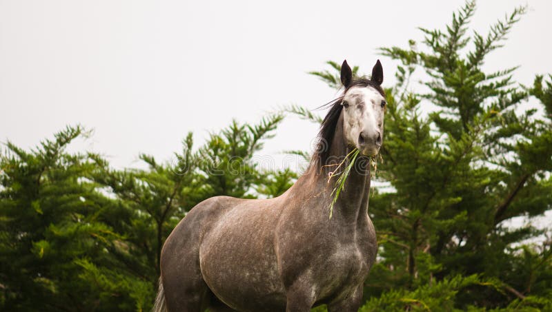 Beautiful Grey Dutch Warmblood Horse on a Field Stock Photo - Image of ...