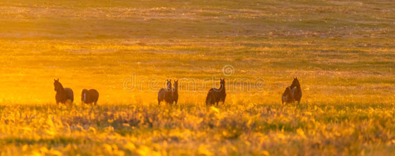 Wild Horse in Wildlife on Golden Sunset Stock Photo - Image of light ...