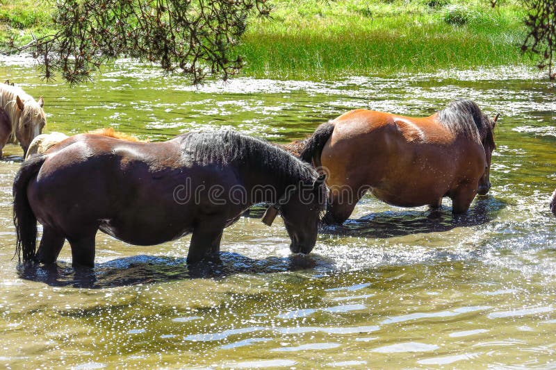 Wild Horses in Aran Valley in the Catalan Pyrenees, Spain Stock Photo ...