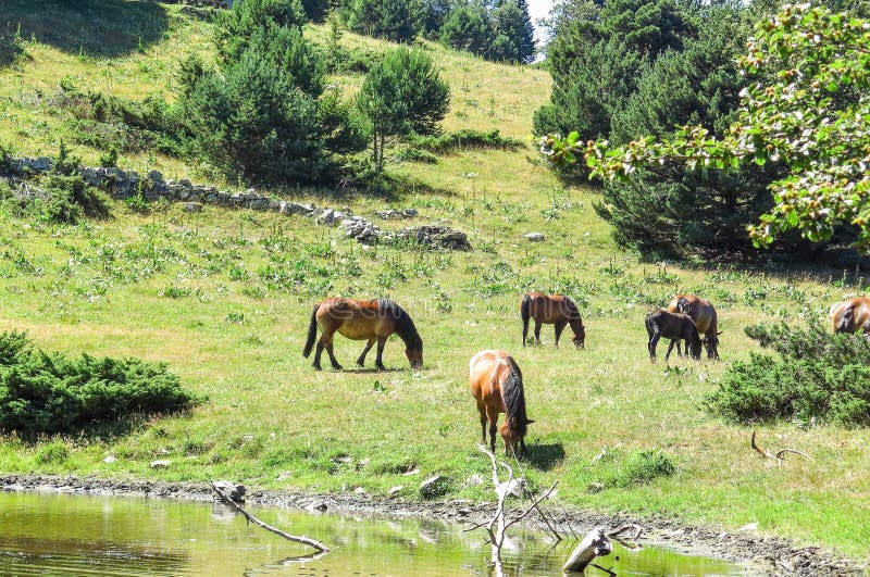 Wild Horses in Aran Valley in the Catalan Pyrenees, Spain Stock Photo ...