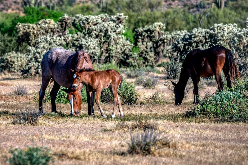 Wild Horses of Arizona stock photo. Image of d750, stallion - 164676656