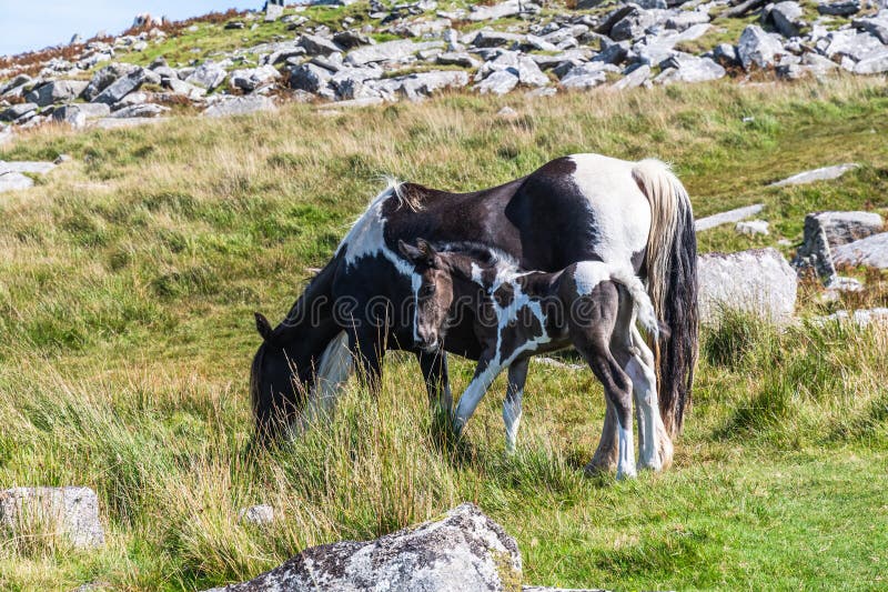 Wild Horses on Bodmin Moor in Cornwall, England Stock Photo - Image of ...