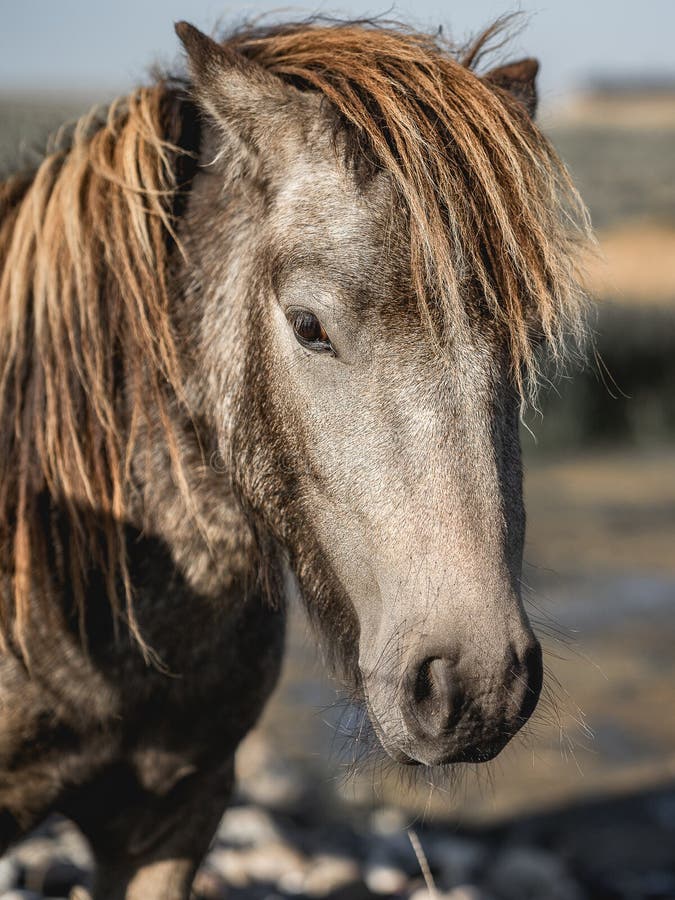 Wild Horses in the Field in Denmark Stock Photo - Image of herd, mammal ...