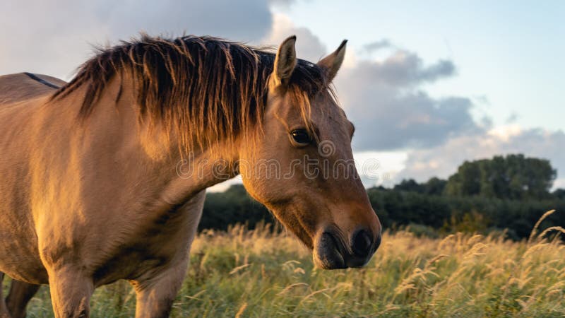 Wild Horses in the Fields in Wassenaar the Netherlands. Stock Image ...