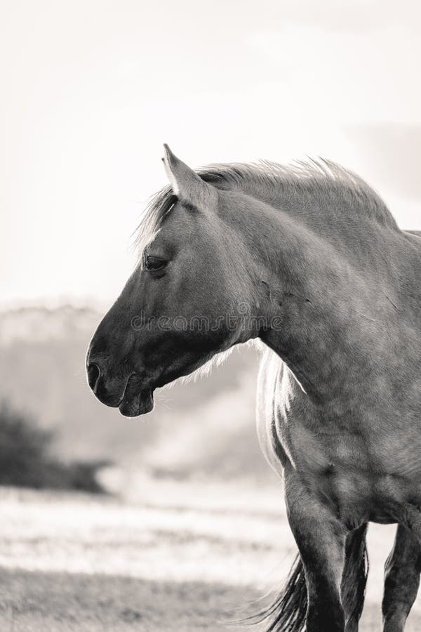 Wild Horses in the Fields in Wassenaar the Netherlands. Stock Photo ...