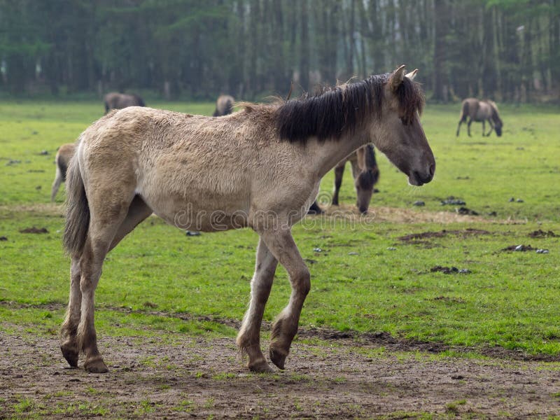 Wild horses in germany stock photo. Image of horse, foals - 32348716