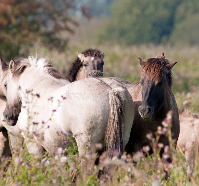Wild horse-tarpan stock photo. Image of horse, animals - 3595392