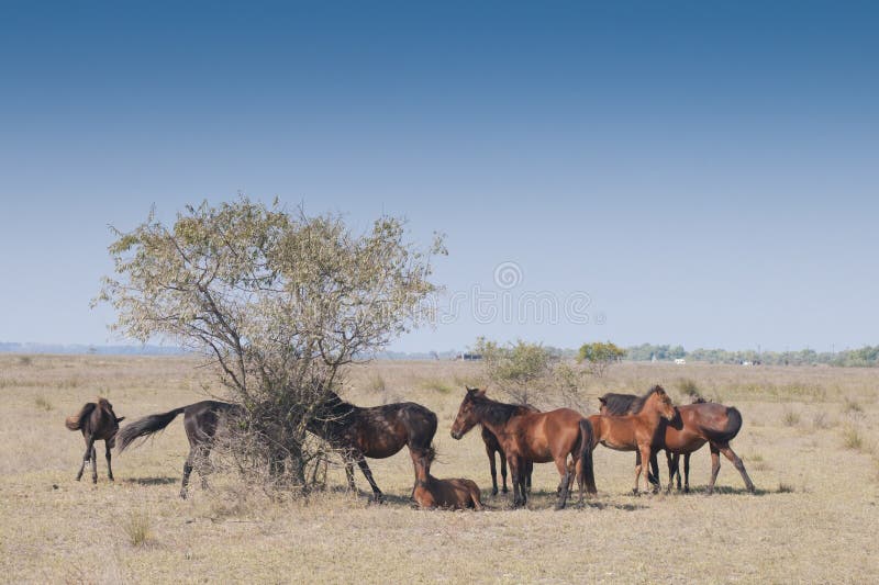 Wild Horses at Letea stock image. Image of delta, stallion - 29471867