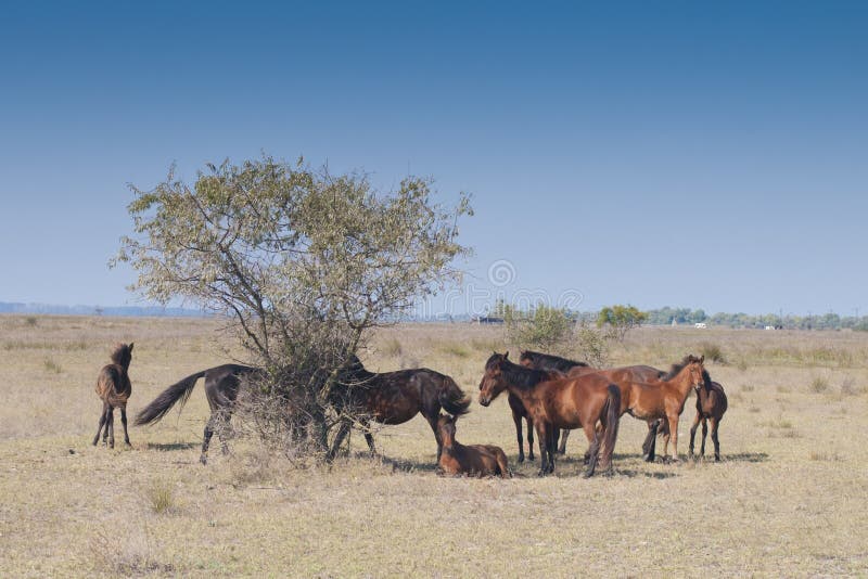 Wild Horses at Letea stock photo. Image of delta, outdoor - 29642930