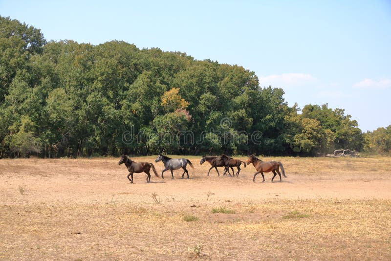 Wild Horses in Letea Forest from Danube Delta in Romania Stock Image ...