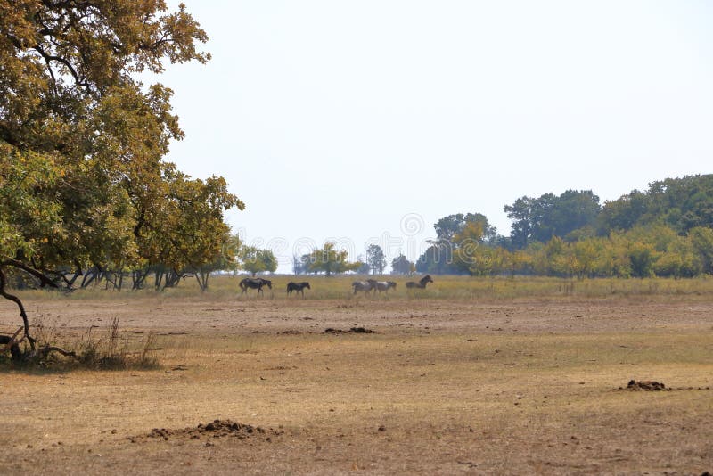 Wild Horses in Letea Forest from Danube Delta in Romania Stock Photo ...
