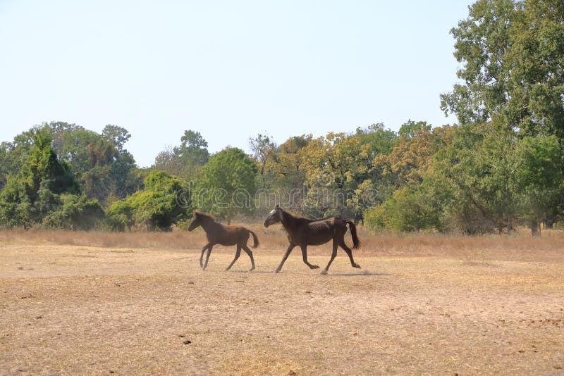 Wild Horses in Letea Forest from Danube Delta in Romania Stock Photo ...