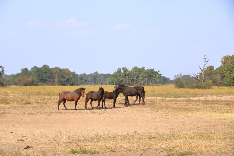 Wild Horses in Letea Forest from Danube Delta in Romania Stock Photo ...
