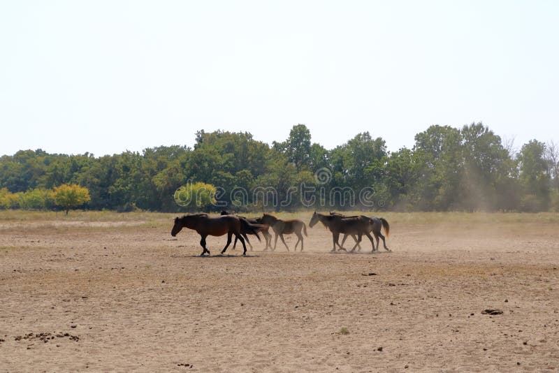 Wild Horses in Letea Forest from Danube Delta in Romania Stock Image ...