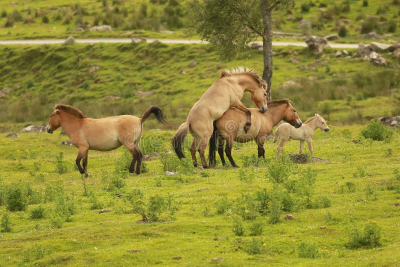 Wild horses stock photo. Image of horse, wilderness, wild - 81462534