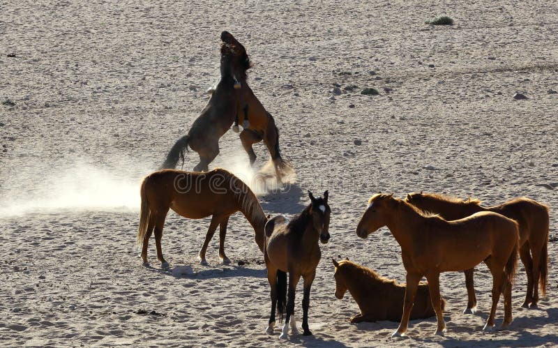 Wild horses of the Namib stock photo. Image of park, sunset - 34956632