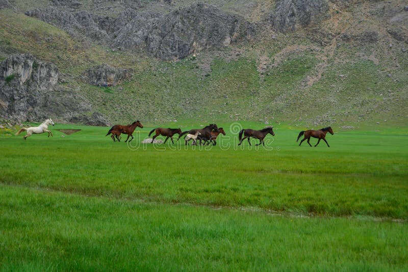 Wild Horses of Nature, Magnificent Galloping and Spring Season Stock ...