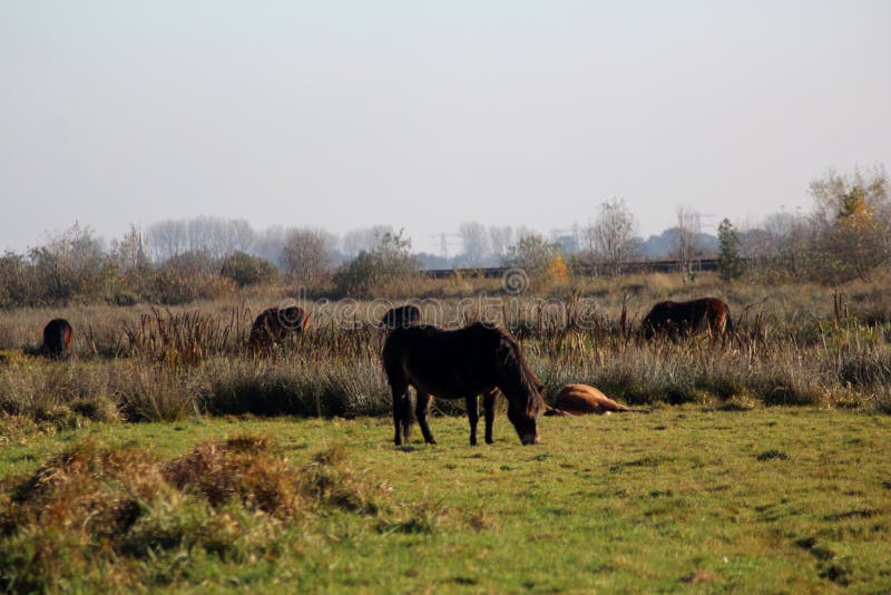 Wild Horses in the Netherlands Stock Image - Image of landscape, grass ...