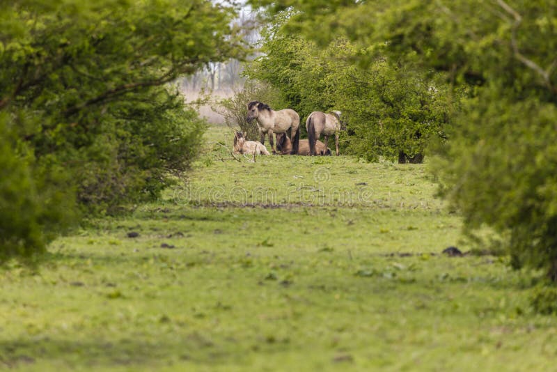 Wild Horses at Oostvaardersplassen Stock Photo - Image of male, summer ...