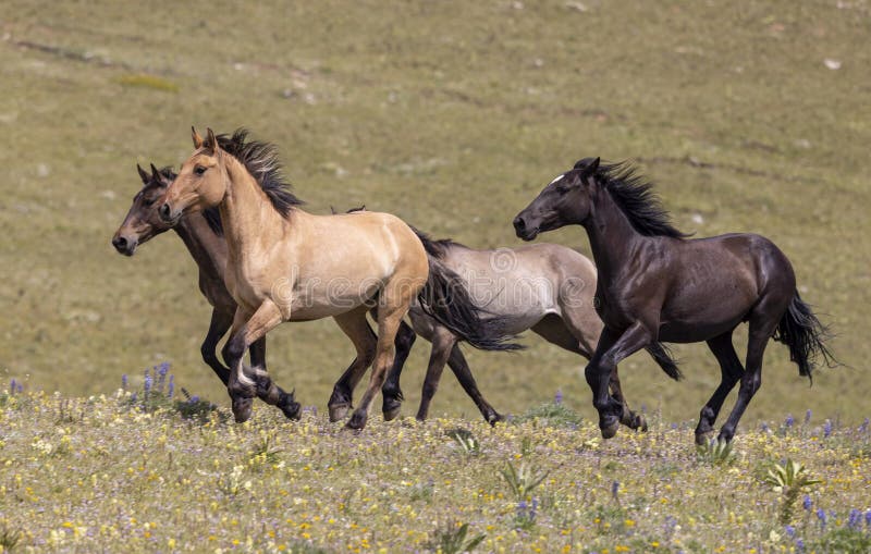 Wild Horses in the Pryor Mountains Montana in Summer Stock Image ...