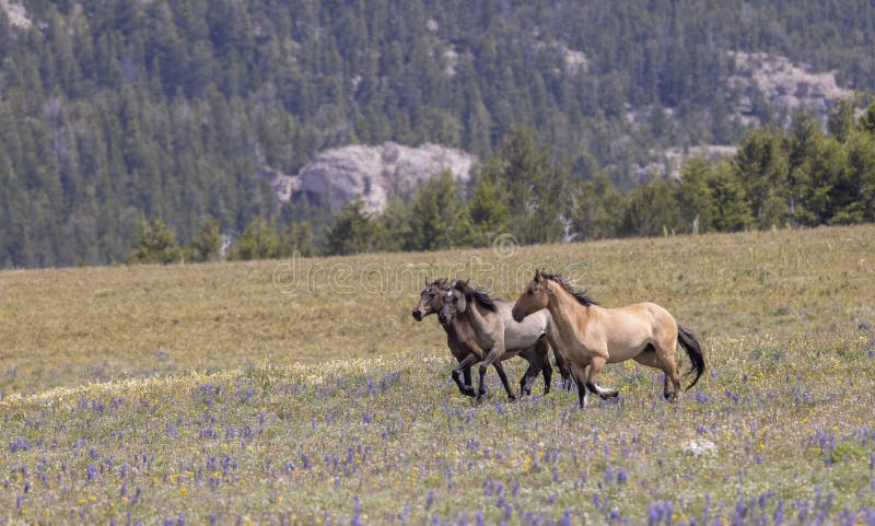 Wild Horses in the Pryor Mountains in Summer Stock Image - Image of ...