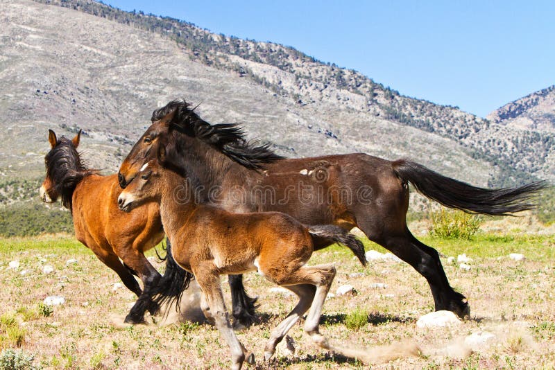 Wild Horses Running in Nevada Spring Mountains Stock Photo - Image of ...
