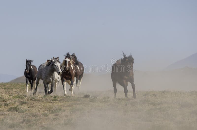 Wild Horses Running in Springtime in the Utah Desert Stock Image ...