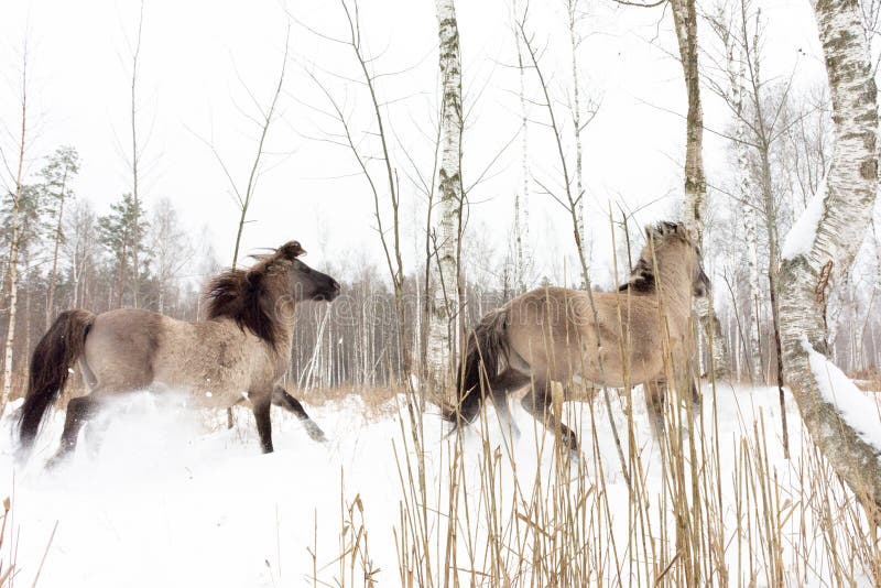 1,461 Wild Animals Run Forest Stock Photos - Free & Royalty-Free Stock ...