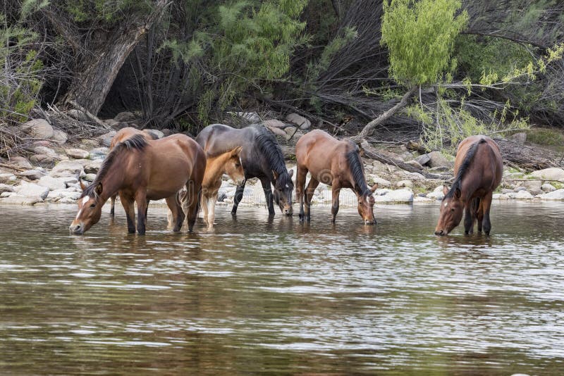 Wild Horses on the Salt River, Stock Photo - Image of horses, arizona ...