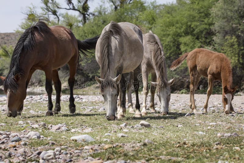 Running Mustangs in Salt River, Arizona Stock Photo - Image of foal ...