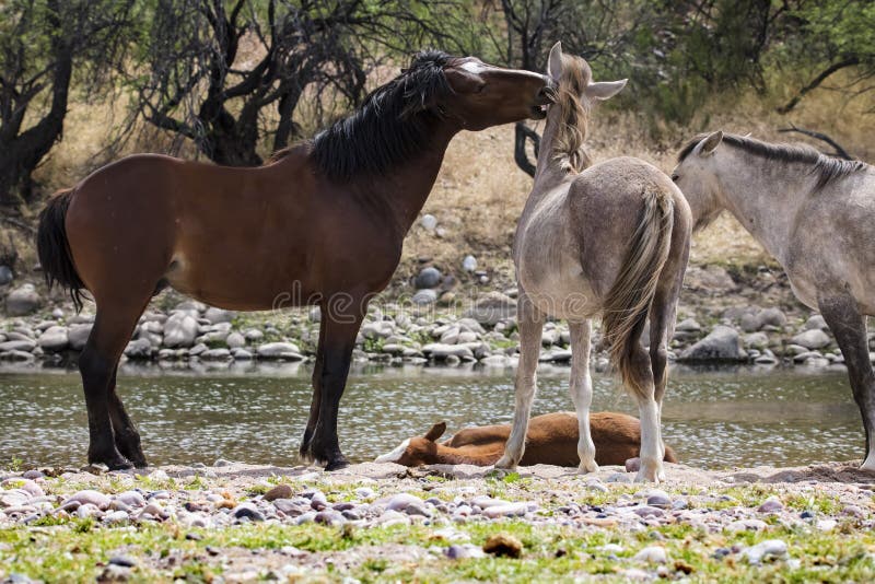 Running Mustangs in Salt River, Arizona Stock Photo - Image of foal ...