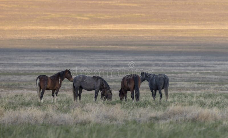Wild Horses in Spring in the Utah Desert Stock Image - Image of ...