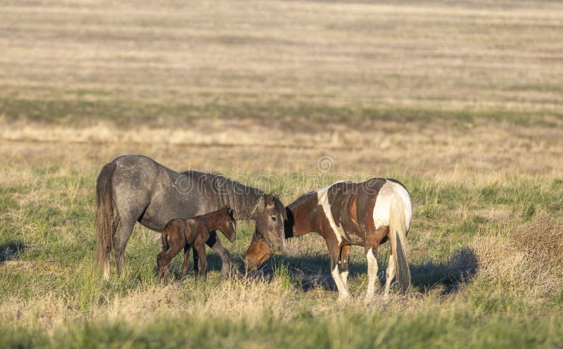 Wild Horses in Spring in the Utah Desert Stock Photo - Image of wild ...